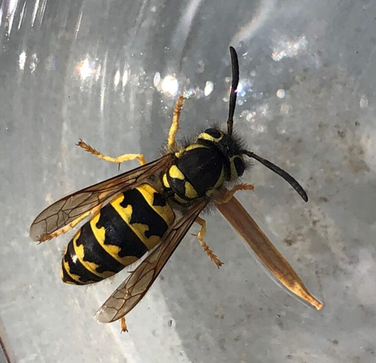 Taking the Sting out of Insect Encounters - Live Smart Colorado